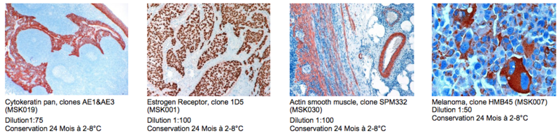 Antibody Stability - Antibody Diluent